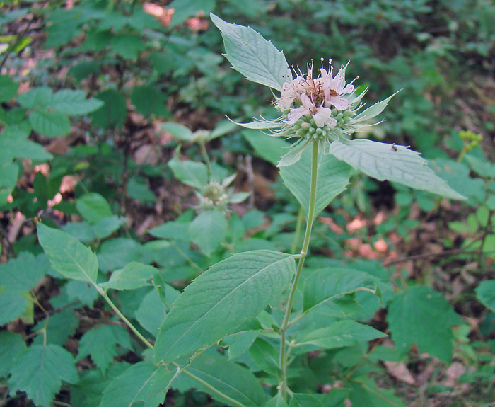 Pycnanthemum incanum var. incanum - Photos - NYFA: New York Flora Atlas ...
