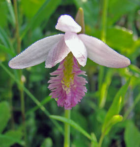 Pogonia ophioglossoides - Photos - NYFA: New York Flora Atlas - NYFA ...