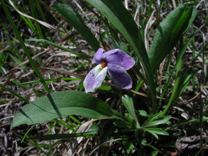 Viola pedata ssp. pedata - Photos - NYFA: New York Flora Atlas - NYFA ...